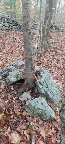 Best Hikes and Trails in Rehoboth State Forest | AllTrails