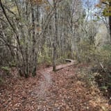 Atlantic White Cedar Swamp Trail, Massachusetts - 920 Reviews, Map ...