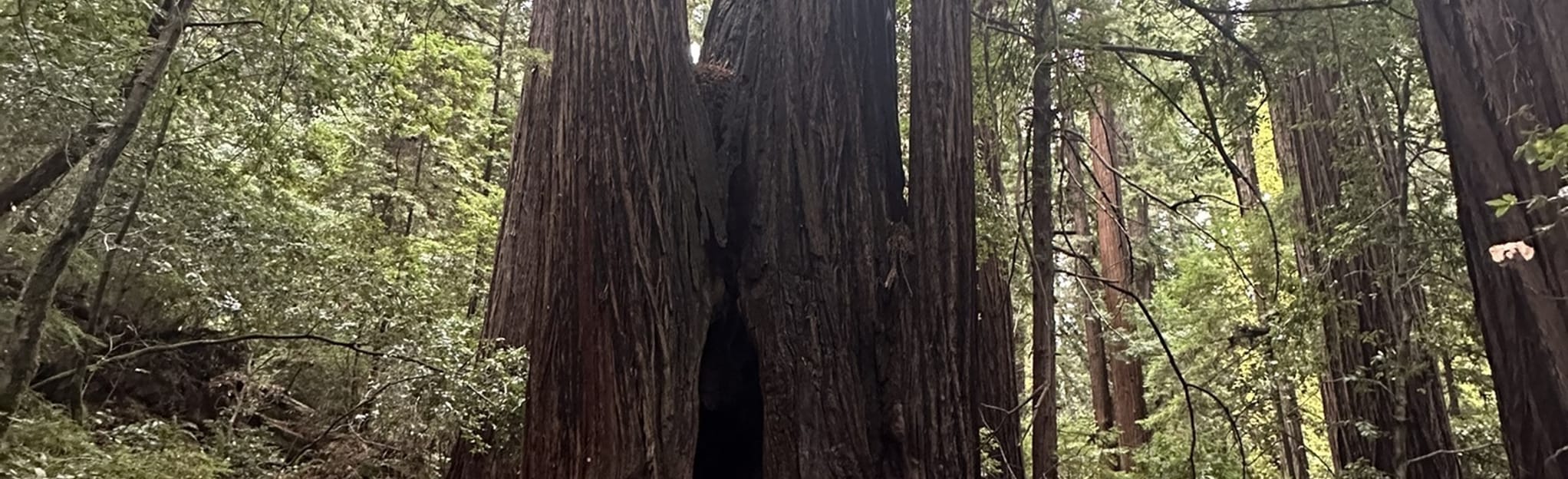 Chandler Grove Trail, California - 103 Reviews, Map | AllTrails