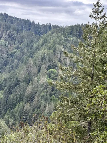 2023 Best Forest Trails in Ferndale | AllTrails