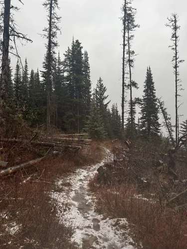 Best Forest Trails in Smithers Community Forest Trails Recreation Site ...
