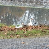 Conestoga Trail: Speedwell Forge Lake, Pennsylvania - 192 Reviews, Map ...