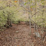 Ramapo Reservation Loop Trail, New Jersey - 1,644 Reviews, Map | AllTrails