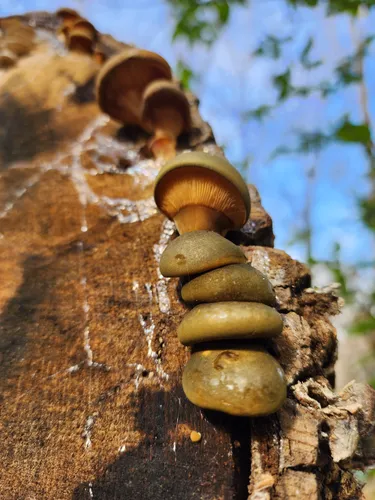 Best Hikes and Trails in Speedwell Forge County Park | AllTrails
