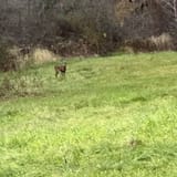 Capen Hill Nature Sanctuary, Massachusetts - 234 Reviews, Map | AllTrails