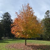 Tatum County Park Trails, New Jersey - 652 Reviews, Map | AllTrails