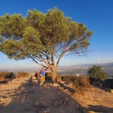 Wisdom Tree, Cahuenga Peak and Mount Lee Summit Loop, California ...