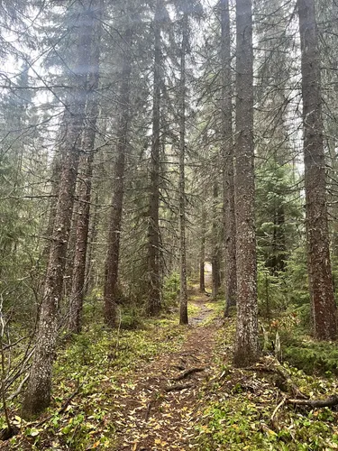 Best Forest Trails in Smithers Community Forest Trails Recreation Site ...