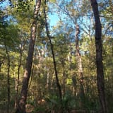 Moon Seed Loop, Louisiana - 381 Reviews, Map | AllTrails