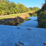 Moon Seed Loop, Louisiana - 381 Reviews, Map | AllTrails