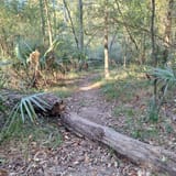 Moon Seed Loop, Louisiana - 378 Reviews, Map | AllTrails