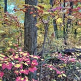 Parnell Tower Trail, Wisconsin - 830 Reviews, Map | AllTrails