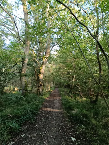 Best Hikes and Trails in Odell Great Wood | AllTrails