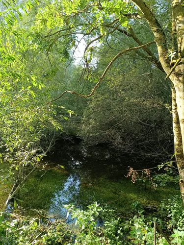 Best Hikes and Trails in Odell Great Wood | AllTrails