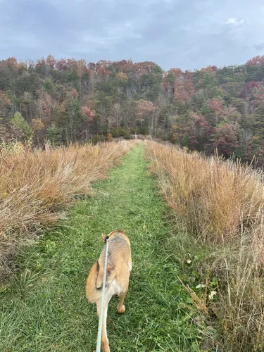 Best Beach Trails in Mount Solon | AllTrails