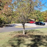 Bee Tree Lake Loop, Missouri - 546 Reviews, Map | AllTrails