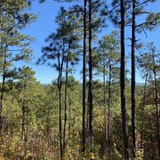 Pin-Chin-Sky Loop, Alabama - 677 Reviews, Map | AllTrails