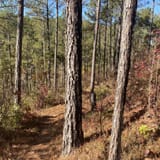 Pin-Chin-Sky Loop, Alabama - 631 Reviews, Map | AllTrails