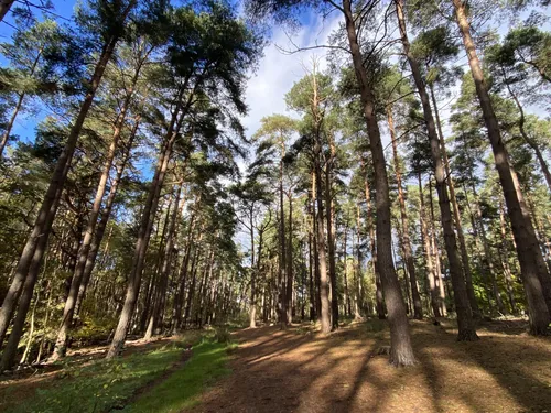 Best Kid Friendly Trails in Chobham Common | AllTrails