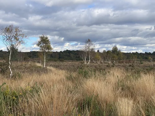 Best Views Trails in Chobham Common | AllTrails