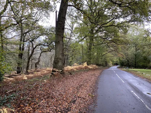 Best Short Trails in Chobham Common | AllTrails