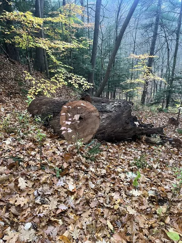 Best Hikes and Trails in Sonyea State Forest | AllTrails