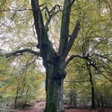 Savernake Forest Circular, Wiltshire, England - 126 Reviews, Map ...