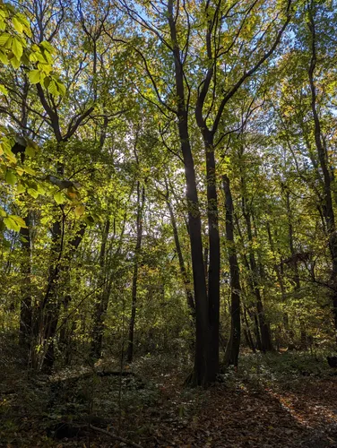 Best Hikes and Trails in Selsdon Wood Nature Reserve | AllTrails