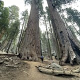 Circle Meadow Loop via Congress and General Sherman Tree Trail ...