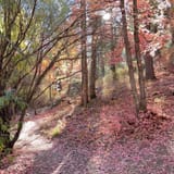 Bear Wallow Spring, Arizona - 391 Reviews, Map | AllTrails