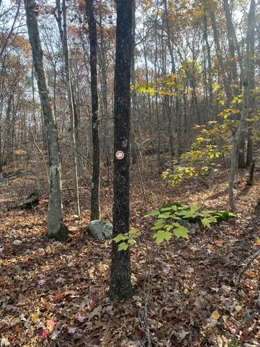 10 Best Hikes and Trails in Meshomasic State Forest | AllTrails