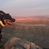 Frenchman Mountain Trail, Nevada - 1,231 Reviews, Map | AllTrails