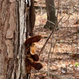 Mount Tom Tower Trail, Connecticut - 246 Reviews, Map | AllTrails