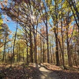 Paw Paw and Chinkapin Trail Loop, Kentucky - 484 Reviews, Map | AllTrails