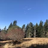 Andrews Bald Trail, North Carolina - 2,353 Reviews, Map | AllTrails