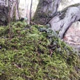 Graybeard Trail, North Carolina - 1,733 Reviews, Map | AllTrails