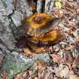 Mount Tom Tower Trail, Connecticut - 246 Reviews, Map | AllTrails