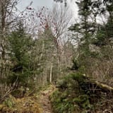 Mount Ascutney via Weathersfield Trail, Vermont - 1,318 Reviews, Map ...