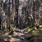 Andrews Bald Trail, North Carolina - 2,358 Reviews, Map | AllTrails