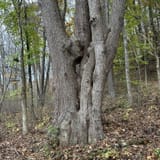 Salt Run, Ohio - 1,174 Reviews, Map | AllTrails