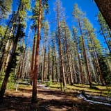 Timber Lake Trail, Colorado - 538 Reviews, Map | AllTrails