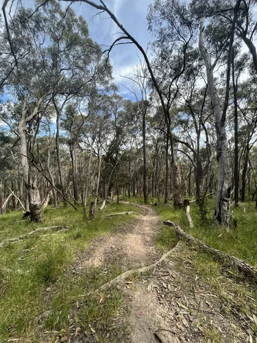Best Hikes and Trails in One Tree Hill Reserve | AllTrails