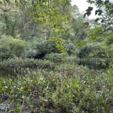 Carbuncle Pond and Moosup River Trail, Rhode Island - 261 Reviews, Map ...
