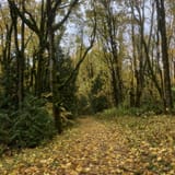 Forest Park Ridge Trail, Oregon - 1,175 Reviews, Map | AllTrails