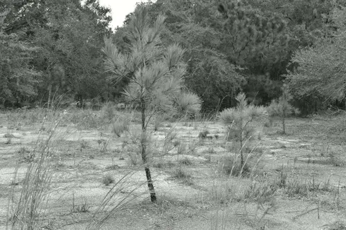 Best Hikes and Trails in Harris Neck National Wildlife Refuge | AllTrails