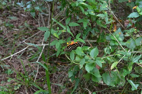 Best Hikes and Trails in Harris Neck National Wildlife Refuge | AllTrails