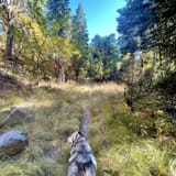 See Spring Trail, Arizona - 641 Reviews, Map | AllTrails