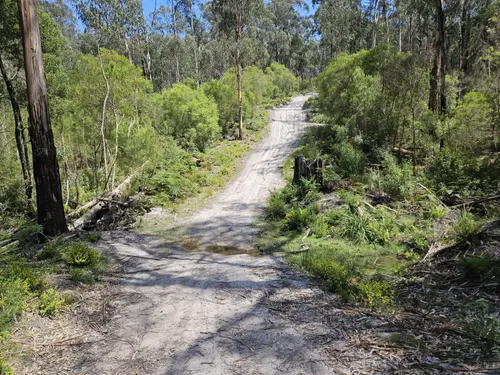Best Hikes and Trails in Moondarra State Park | AllTrails