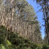 Tanglefoot Short Loop, Victoria, Australia - 327 Reviews, Map | AllTrails