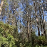 Tanglefoot Short Loop, Victoria, Australia - 327 Reviews, Map | AllTrails